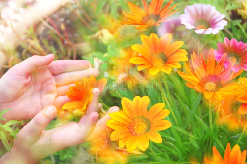 Cute Kid Hands Holding Blooming Flower in Garden Stock Photo - Image of ...