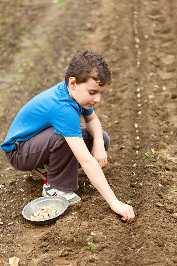 Cute kid planting garlic stock photo. Image of rural - 19287226