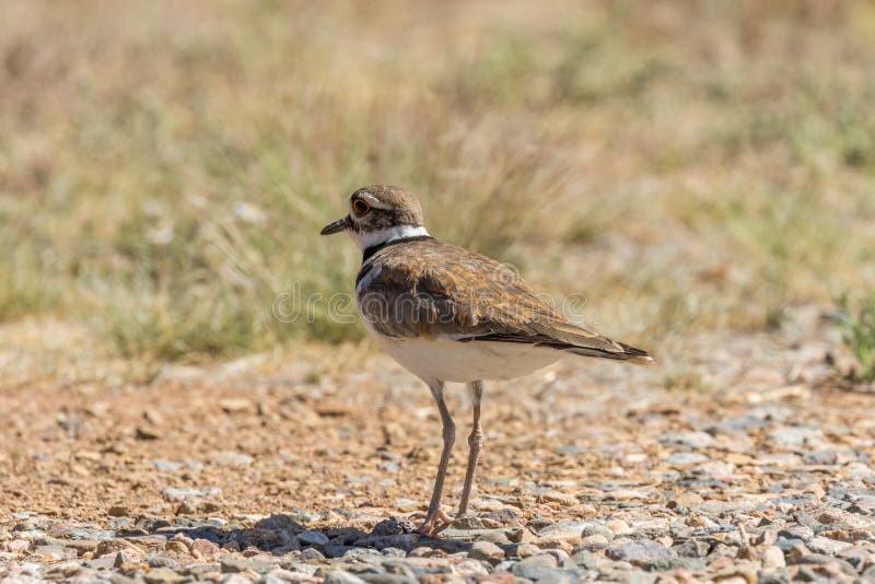 Cute Killdeer Standing stock photo. Image of animal - 110296272