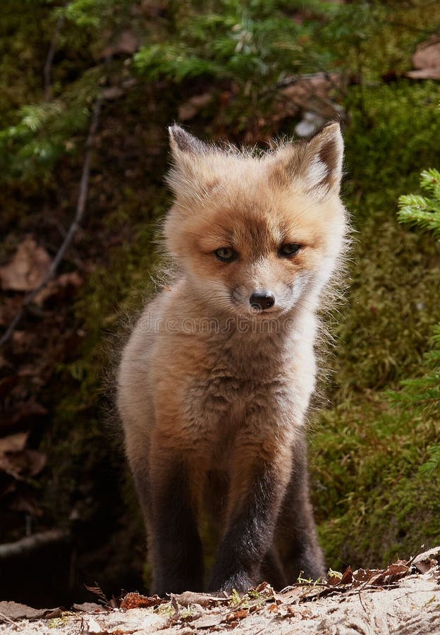 Cute Kit Fox in the Forest in Spring Stock Image - Image of nature ...