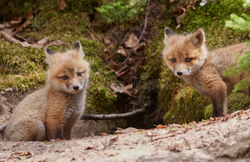 Cute Kit Foxes in the Forest in Spring Stock Photo - Image of nature ...