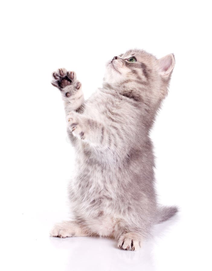 Cute Kitten Holding Out Paw Stock Photo - Image of playful, animal ...