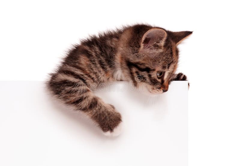 Kitten stock image. Image of small, feline, animal, cute - 3700217