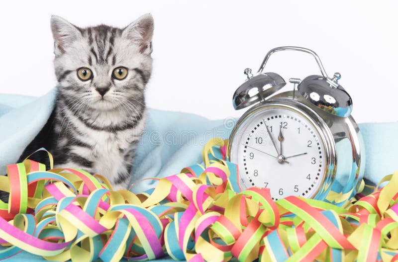Adorable Kitten with Alarm Clock Stock Photo - Image of pedigreed ...