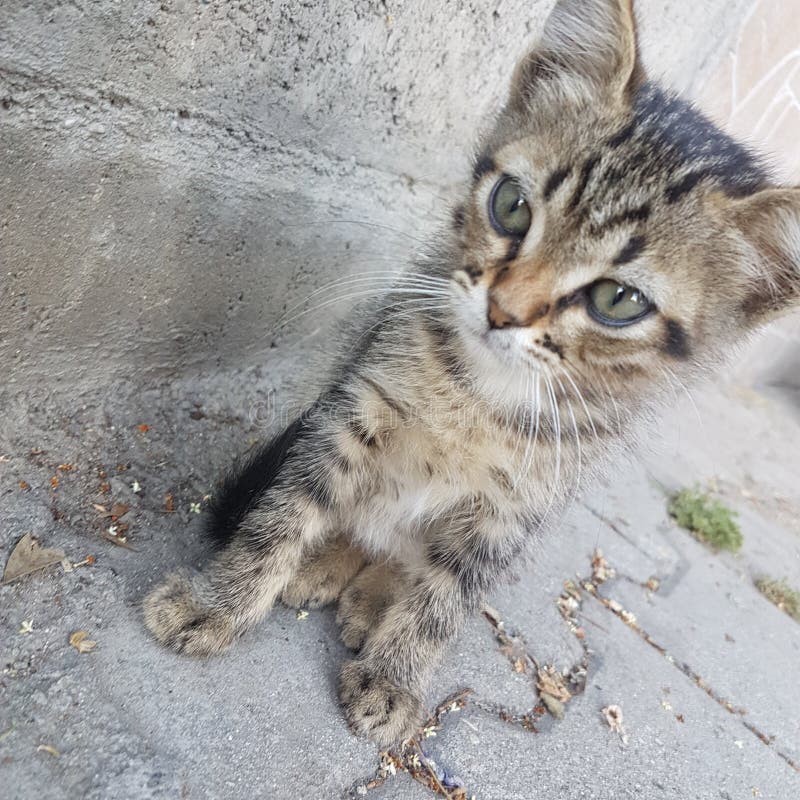 Cute Kitten stock photo. Image of kitten, cute, street - 106031838