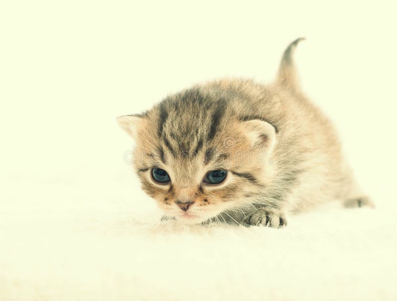 Cute Kitten Attacks Stock Photos - Free & Royalty-Free Stock Photos ...