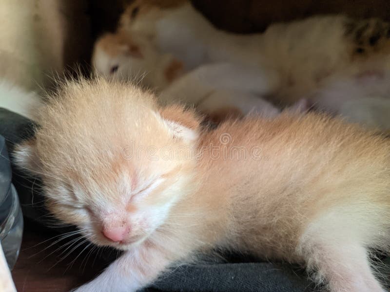 Cute Kitten Baby Angora Cat Stock Photo - Image of puppy, snout: 262856978