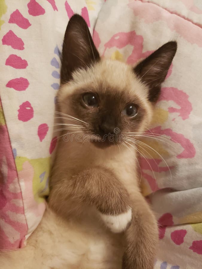 Cute Kitten Baby Laying Down Stock Photo - Image of animal, carnivore ...