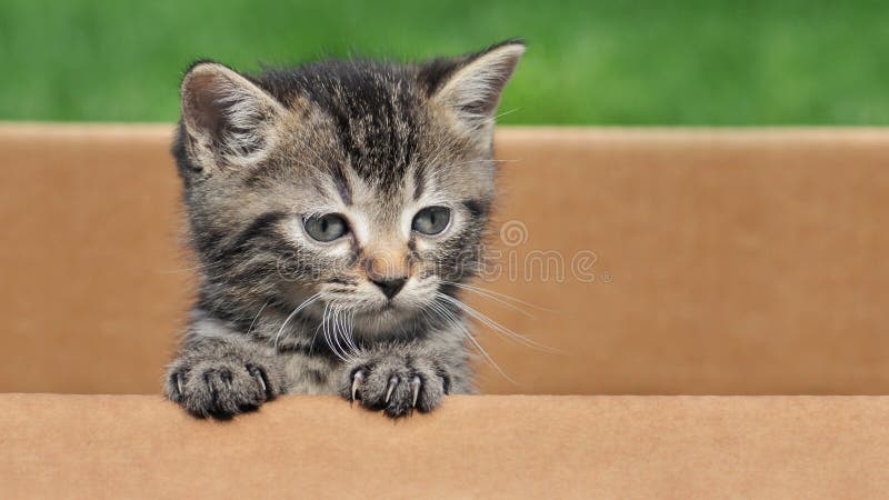 Cute kitten in a box stock photo. Image of kitty, cute - 120492622