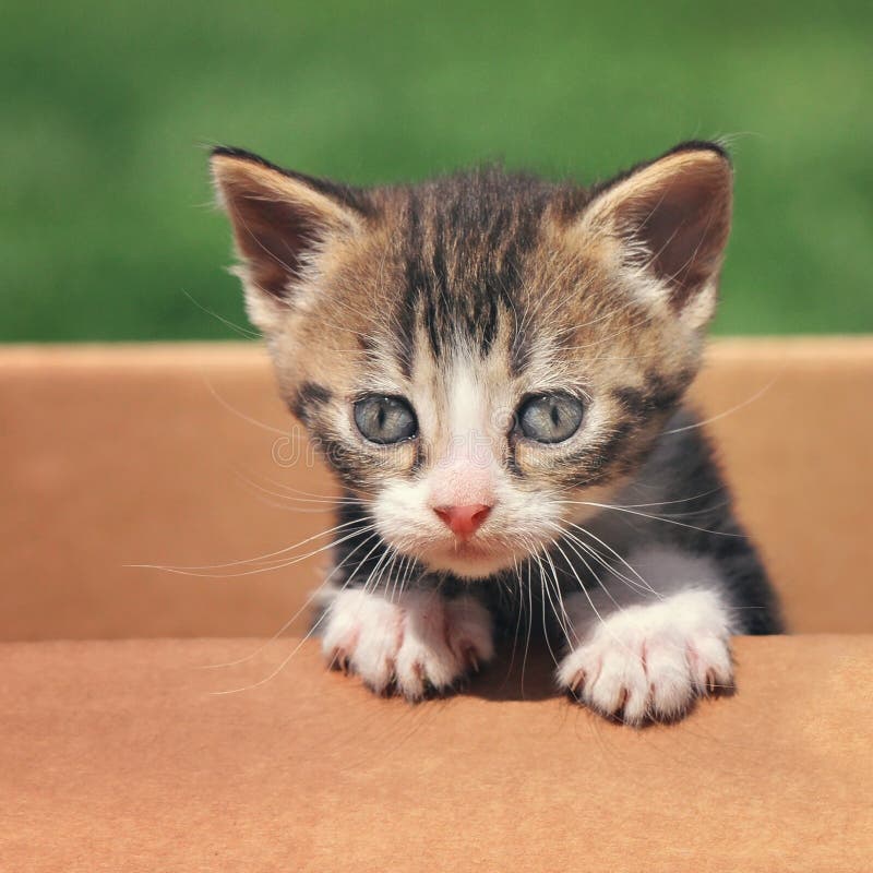 Cute kitten in a box stock photo. Image of kitten, domestic - 120492628