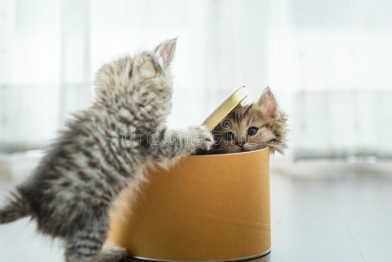 Cute kitten in box stock photo. Image of adorable, mammal - 106904880