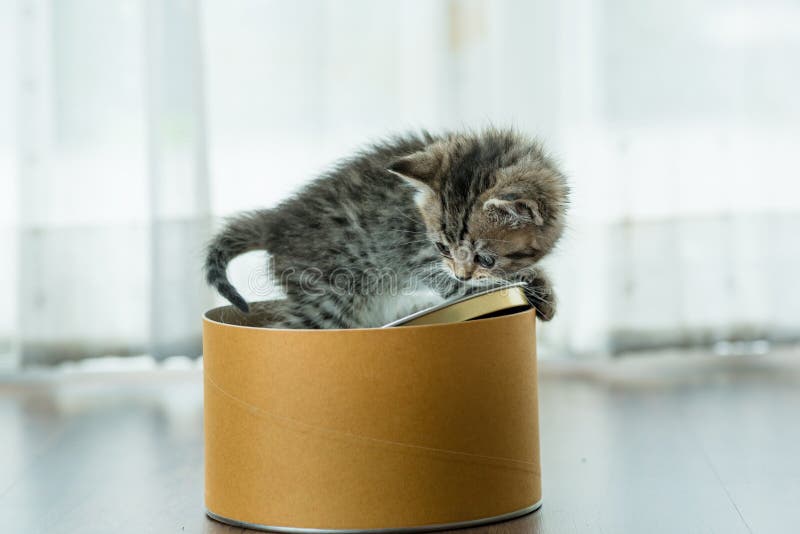 Cute kitten in box stock image. Image of beautiful, hide - 106905173