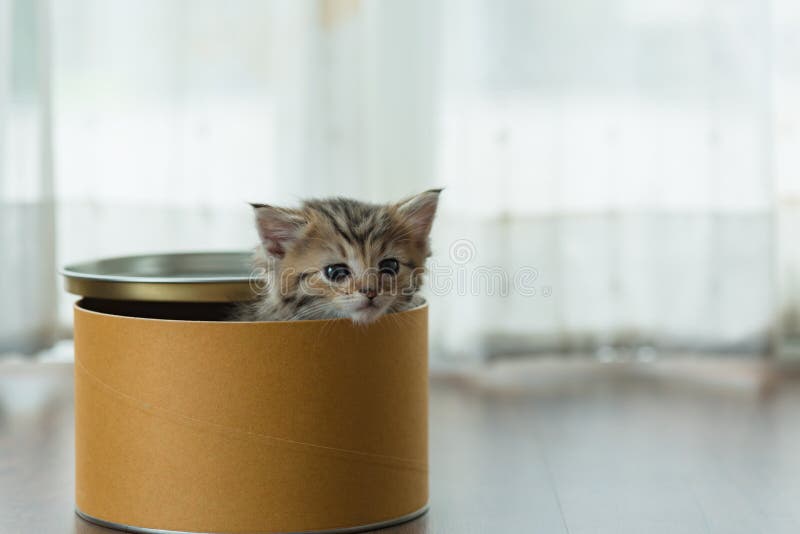 Cute kitten in box stock photo. Image of playful, closeup - 106939290