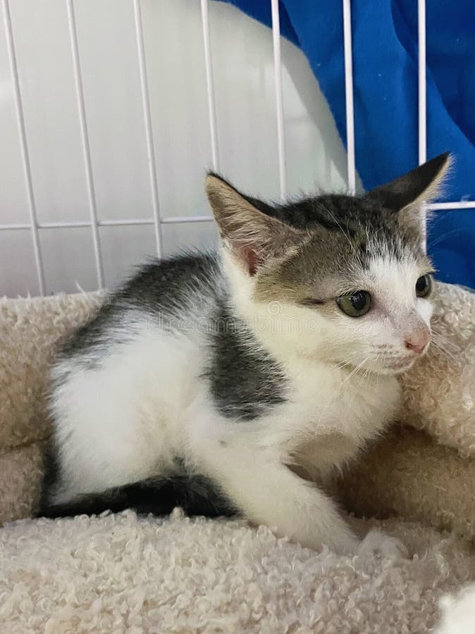 Cute Kitten Cat Baby Crying in the Cage. Adoption Stock Photo - Image ...