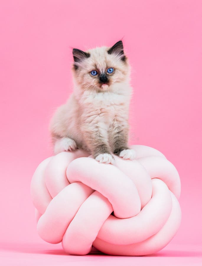 Cute Kitten Cat Ragdoll Playing on Pink Pillow Stock Photo - Image of ...
