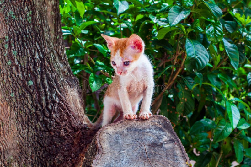 293 Cat Stuck Tree Photos - Free & Royalty-Free Stock Photos from ...