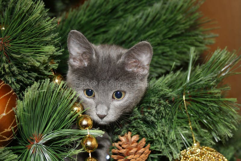 Cute Kitten Climbed on the Christmas Tree Stock Image - Image of ...