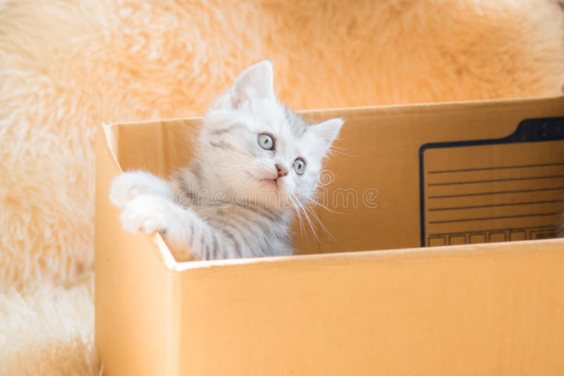 Cute kitten stock photo. Image of look, adorable, hide - 70349522