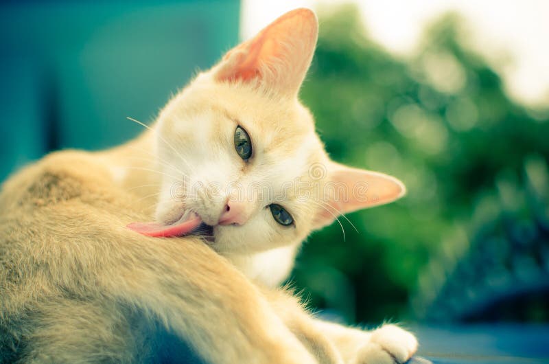 Cute kitten stock image. Image of kitten, color, snout - 48728023