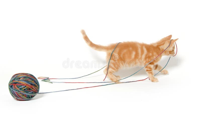 Cute Kitten and Colorful String Stock Image - Image of white ...