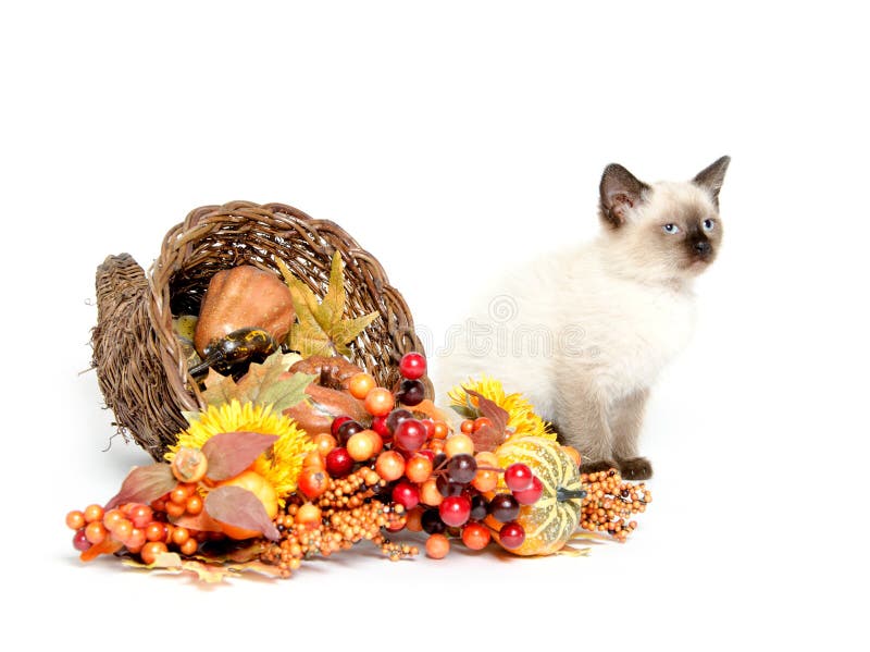 Cute Kitten Corucopia Stock Photos - Free & Royalty-Free Stock Photos ...