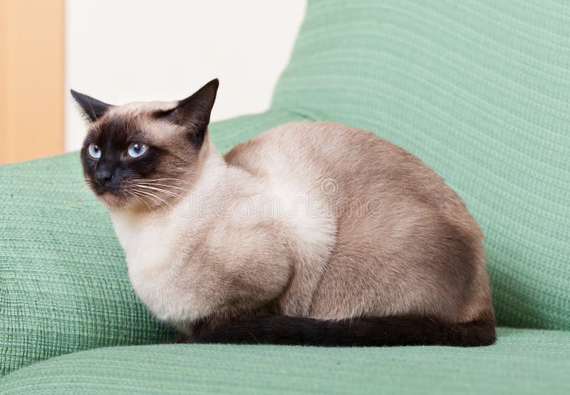 Cute kitten on couch. stock image. Image of whiskers - 48470427
