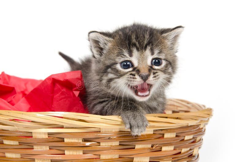 Cute kitten crying stock photo. Image of shorthair, kitten - 34252618