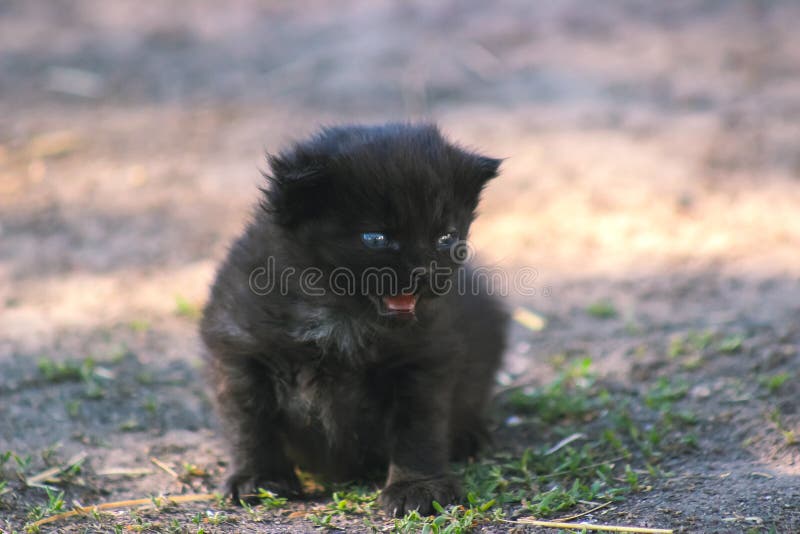 Cute kitten crying stock image. Image of gaze, stare - 90936249
