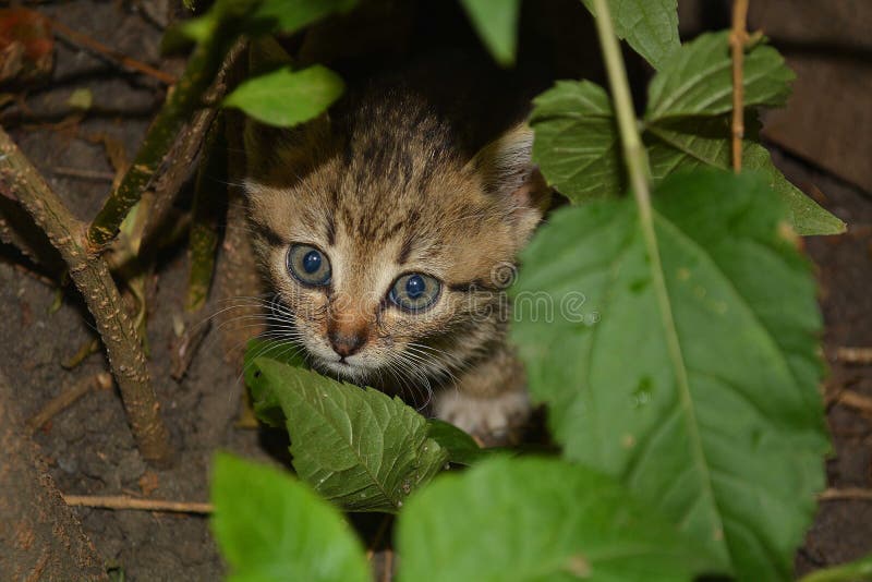 Cute kitten stock photo. Image of cute, nunusual, clothing - 109568240