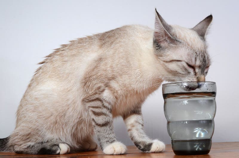 Kitten drinking milk stock image. Image of eating, medicine - 11140575