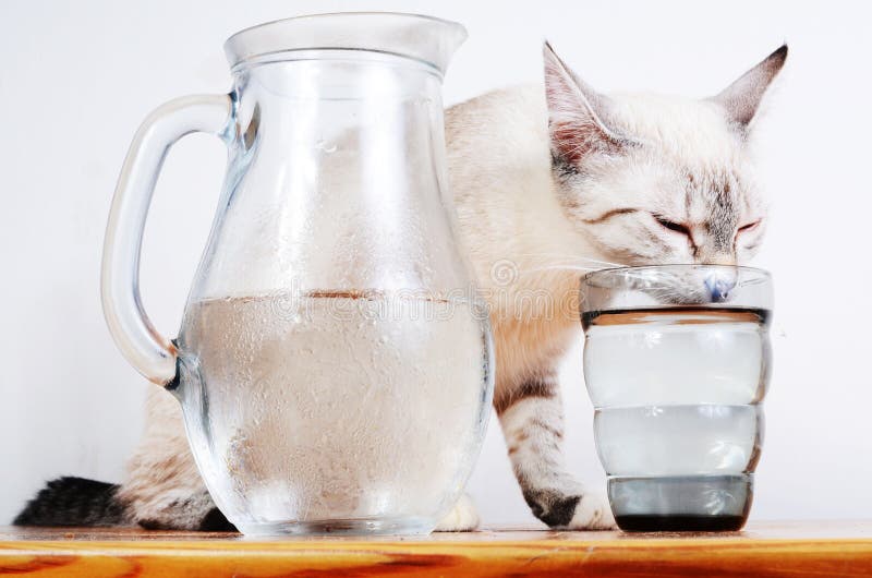 Kitten drinking milk stock image. Image of eating, medicine - 11140575
