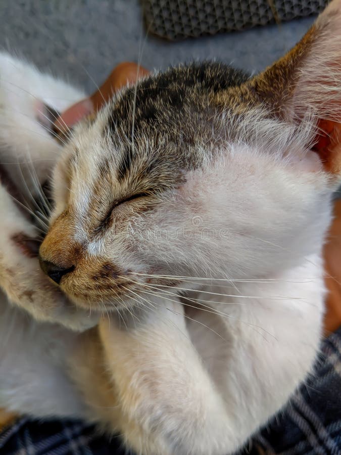 Cute Kitten, Drinking Mother S Milk. Adorable White Cat Stock Photo ...