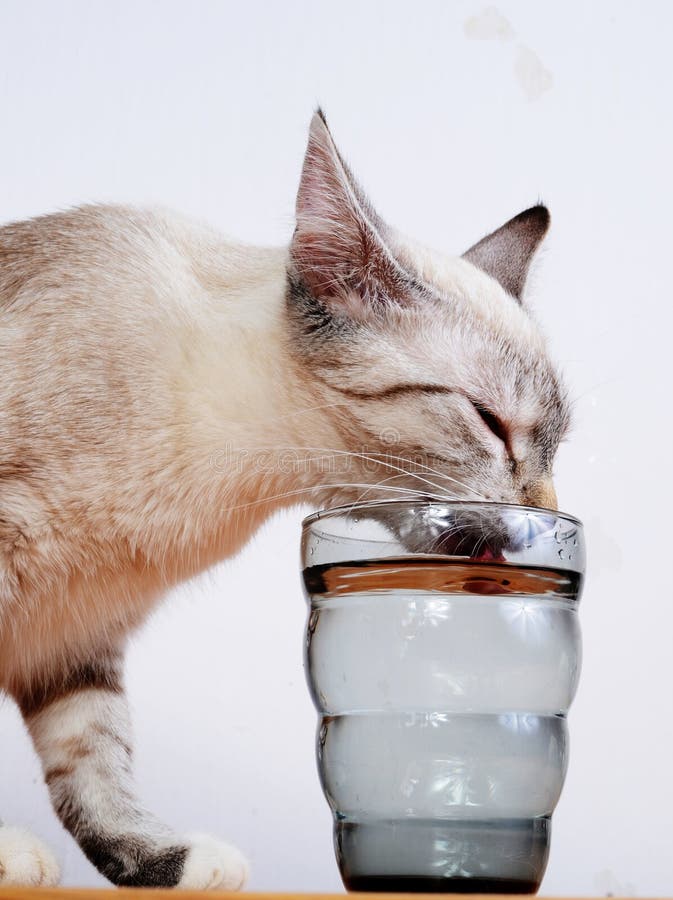 Kitten drinking milk stock image. Image of eating, medicine - 11140575