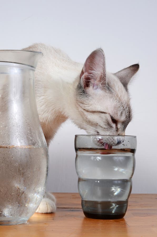 Kitten drinking milk stock image. Image of eating, medicine - 11140575