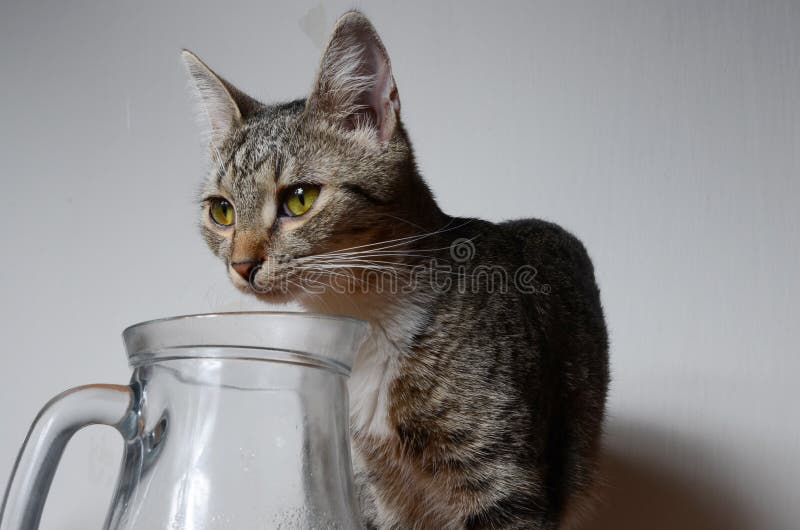 Kitten drinking milk stock image. Image of eating, medicine - 11140575