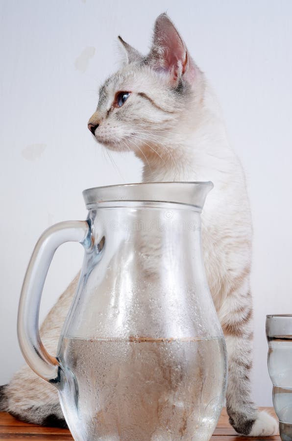 Kitten drinking milk stock image. Image of eating, medicine - 11140575