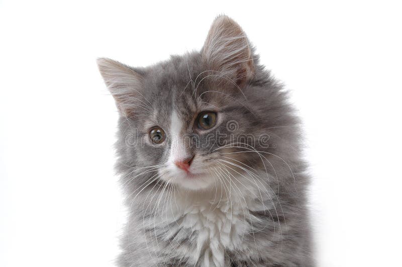 Cute kitten face stock image. Image of wildlife, mammals - 379815