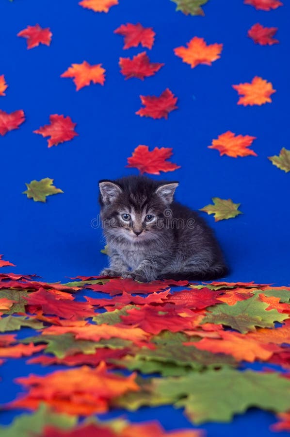 Cute Kitten and Fall Leaves Stock Photo - Image of blue, container ...