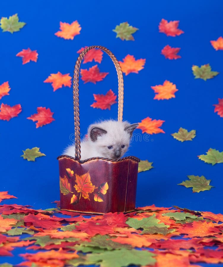 Cute Kitten and Fall Leaves Stock Photo - Image of blue, feline: 16196924