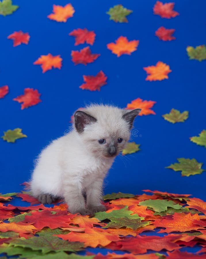 Cute Kitten and Fall Leaves Stock Image - Image of leaves, kitty: 16196939
