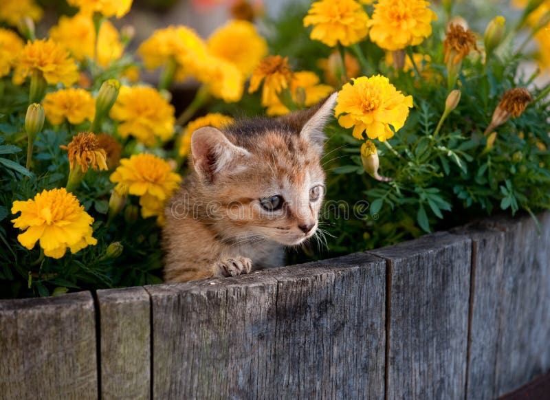 Cute kitten in flowers stock photo. Image of yellow, adorable - 11185066