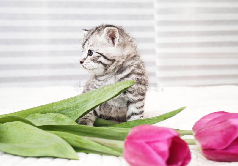 Cute kitten and flowers. stock photo. Image of lovely - 111951596