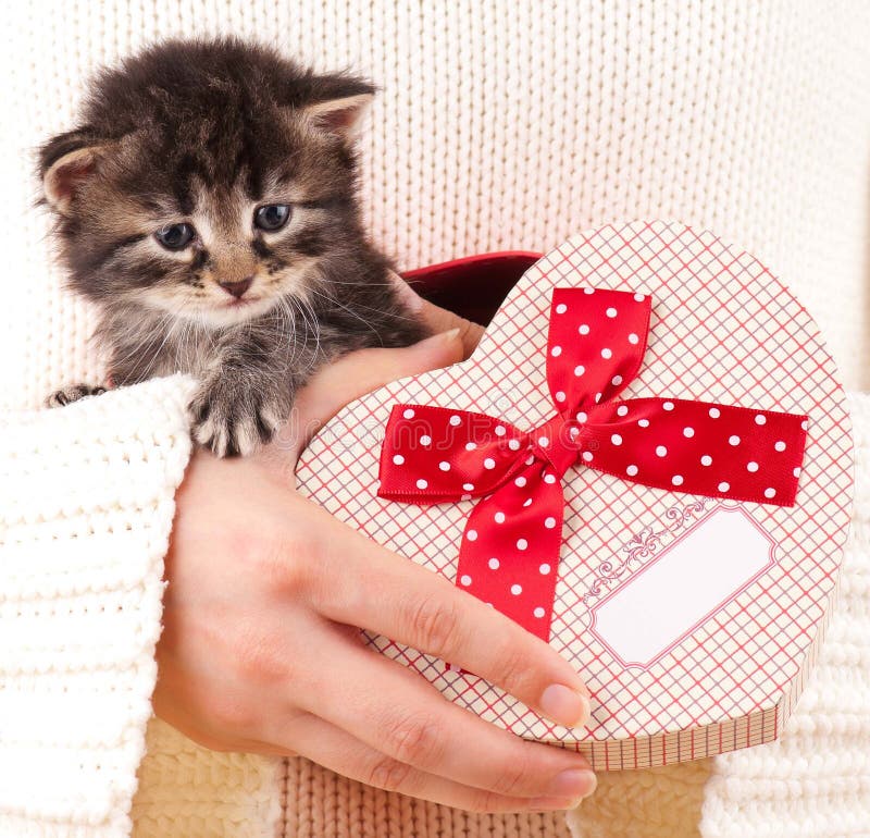 Cute kitten stock image. Image of kitty, playful, little - 37385043