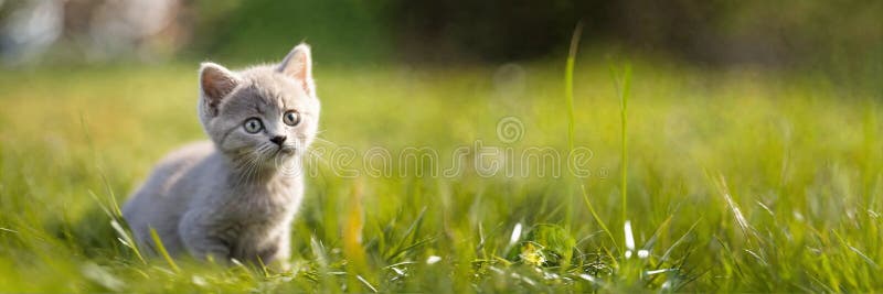 Cute Kitten on the Grass. Selective Focus Stock Photo - Image of kitty ...