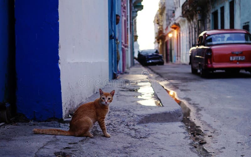 A Cute Kitten on the Habana Street Editorial Stock Image - Image of ...