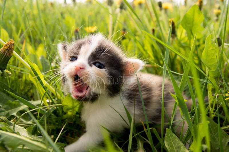Cute kitten stock image. Image of happy, smiling, smile - 53783075