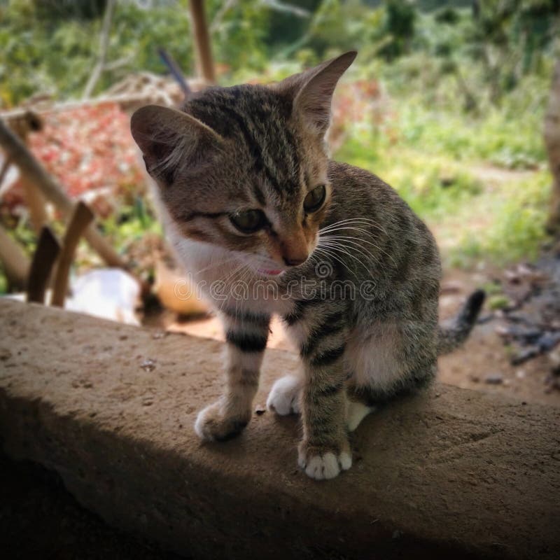 This Cute Kitten Has Lorek Hair Stock Photo - Image of nose, grass ...