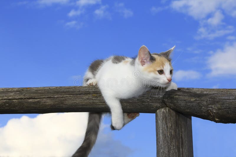 Cute kitten having a rest stock photo. Image of paws - 86070480