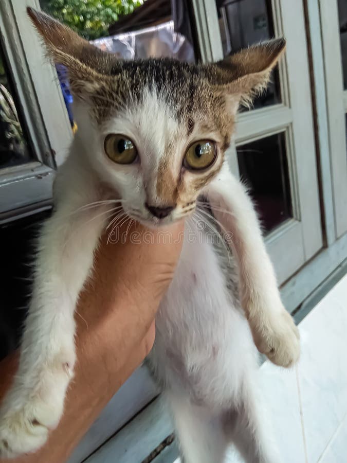 Cute kitten held by hand stock image. Image of nose - 216244101