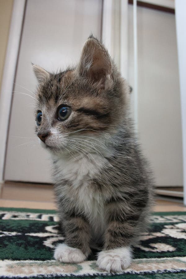 Cute kitten at home stock photo. Image of dormir, home - 216867464